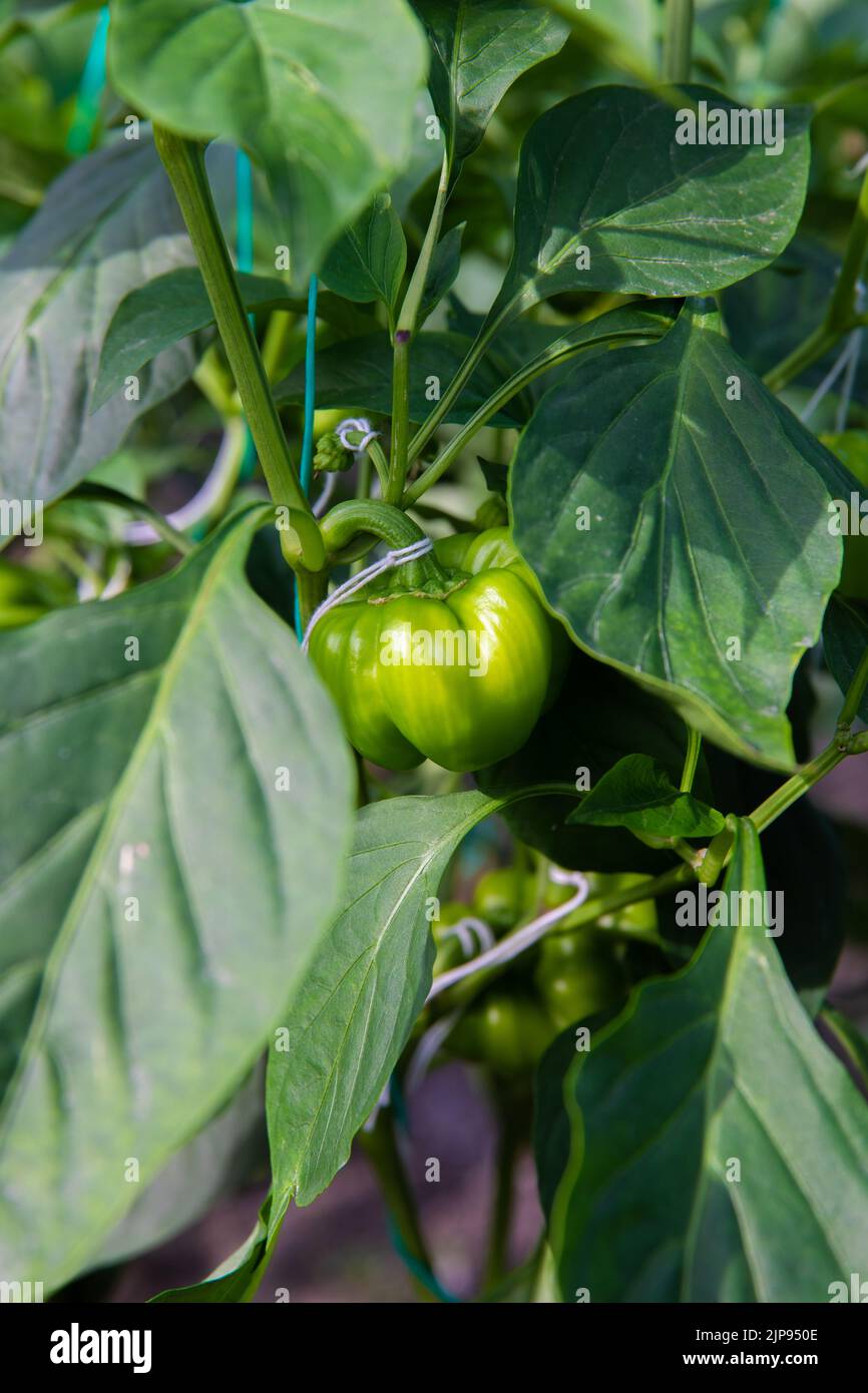 Red capia peppers hi-res stock photography and images - Alamy