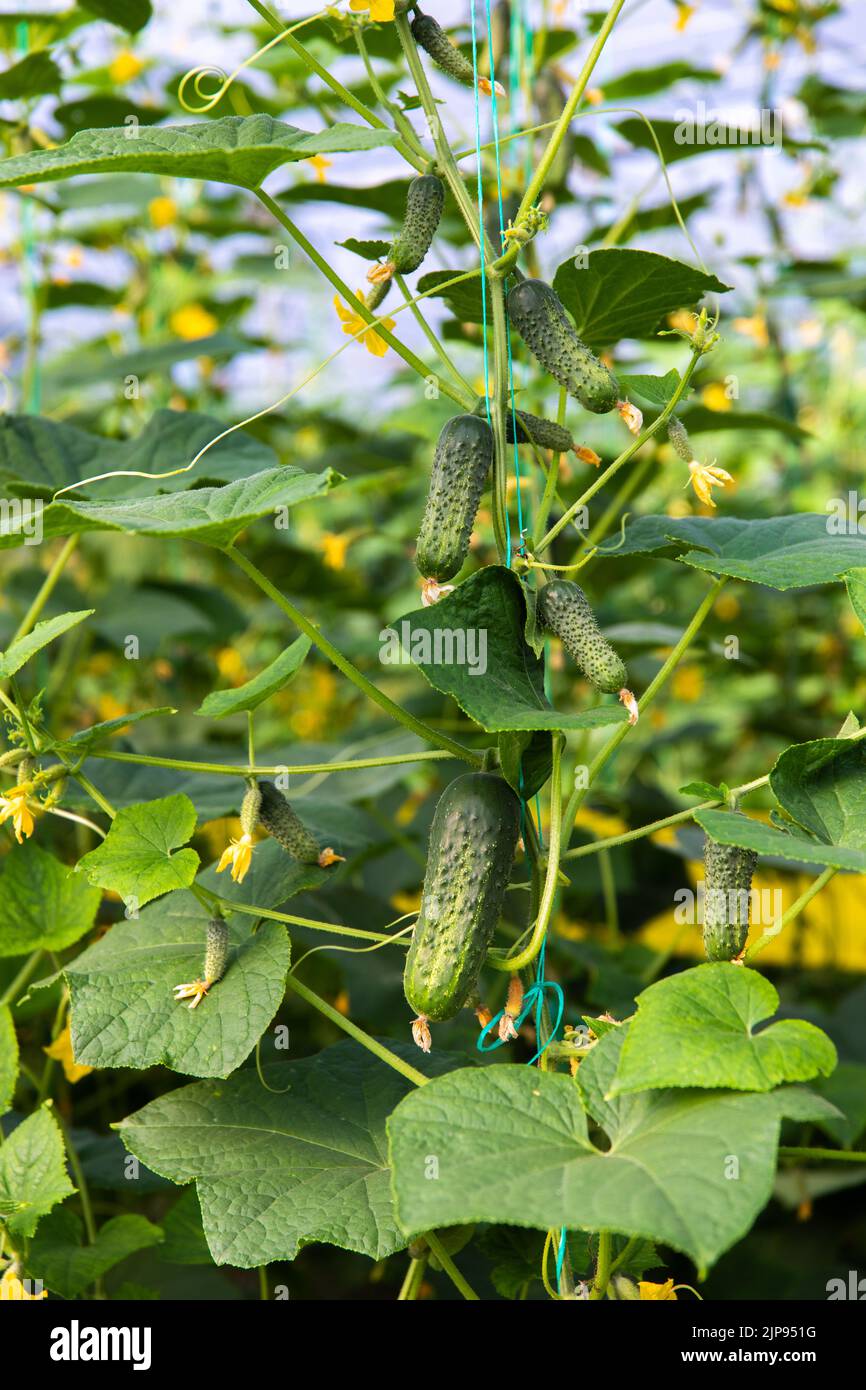 Gherkin crop hi-res stock photography and images - Alamy