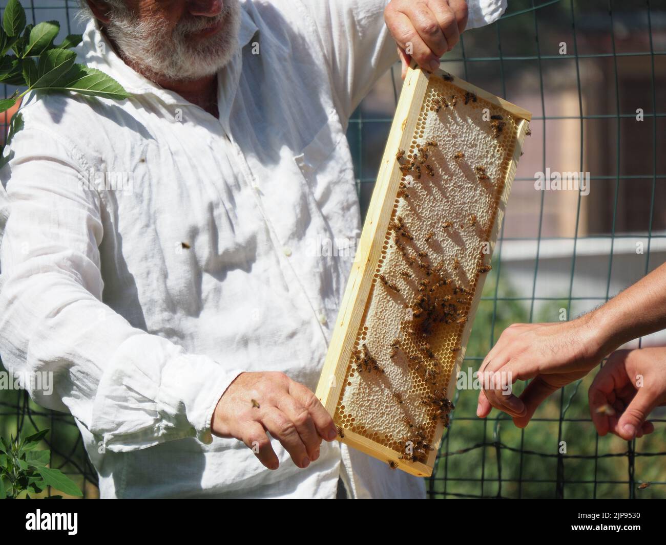 Master bee keeper pulls out a frame with honey from the beehive in the ...