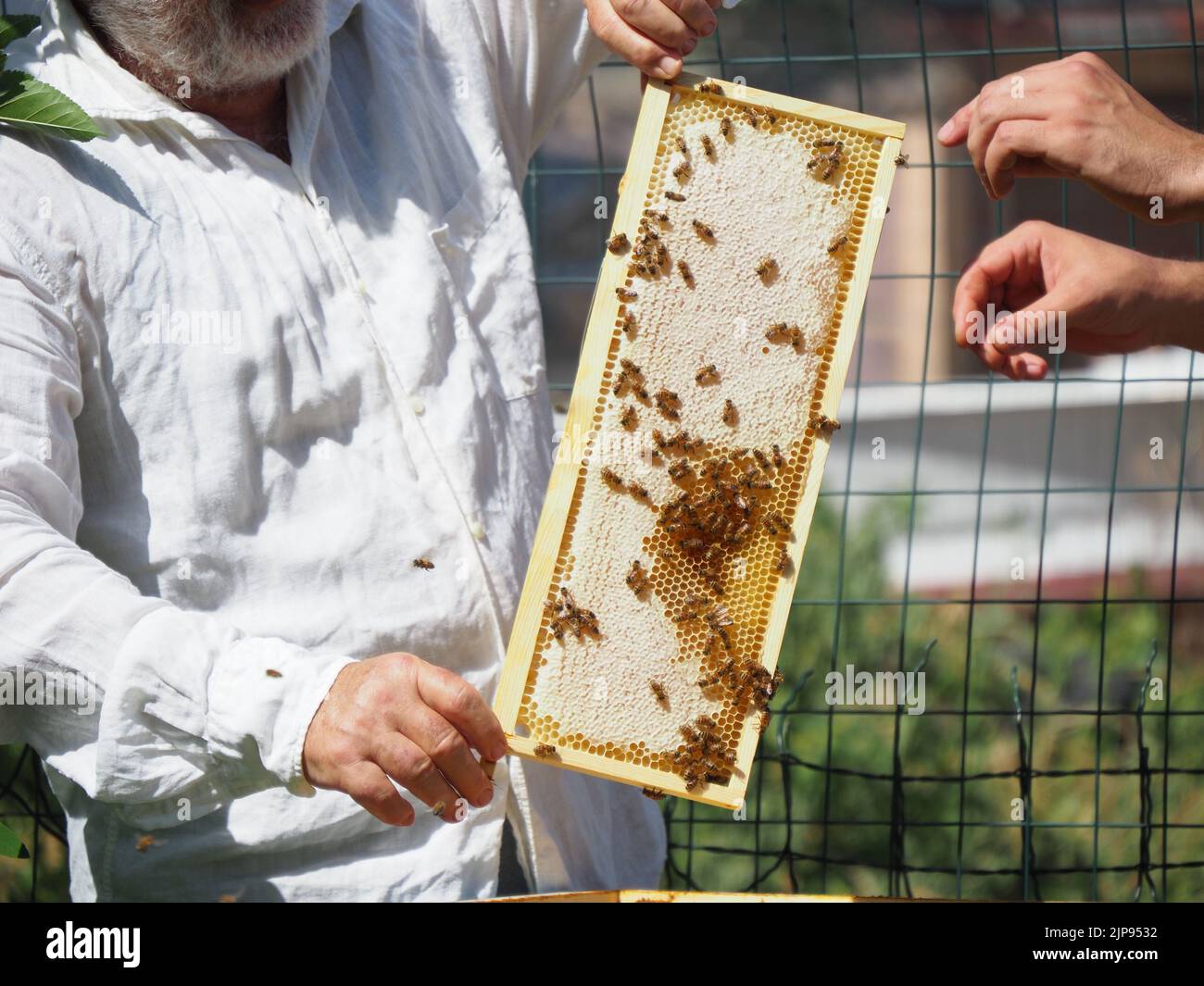 Master bee keeper pulls out a frame with honey from the beehive in the ...