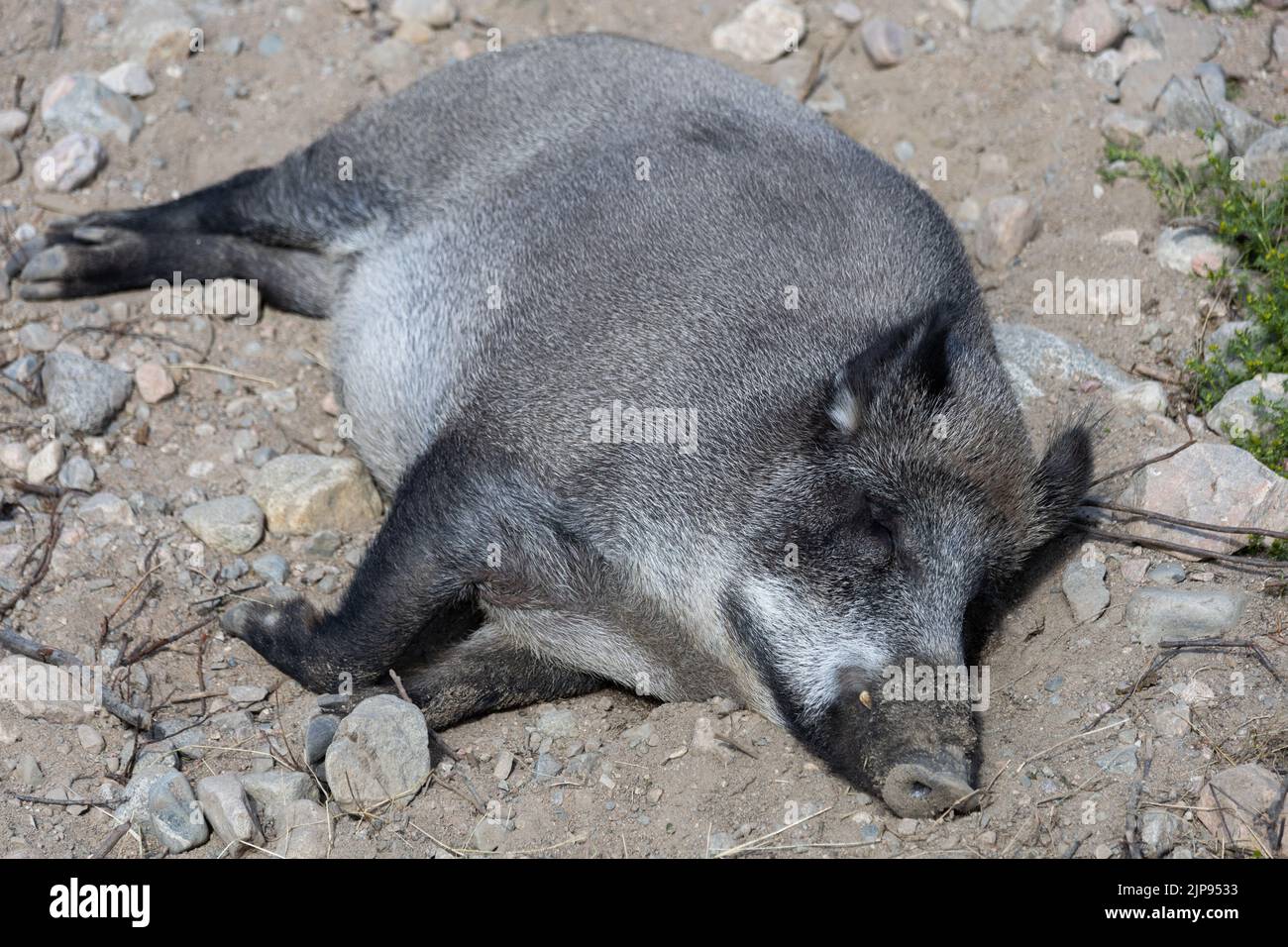 A wild boar laying on the ground in the sun Stock Photo - Alamy