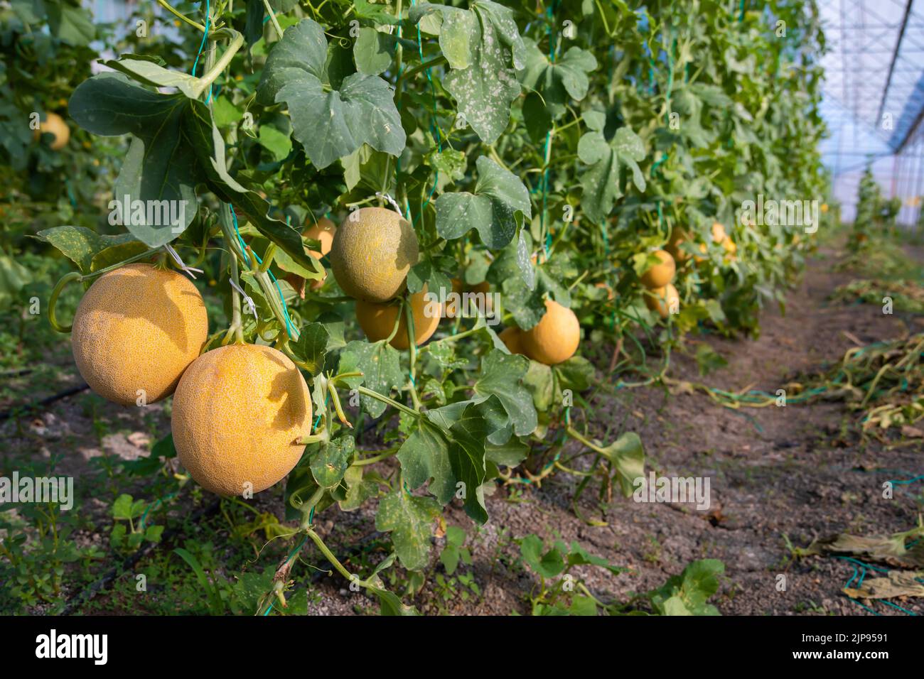 Yellow, ripe and sweet Melons in the greenhouse. Melon farm or plants in the field Stock Photo ...