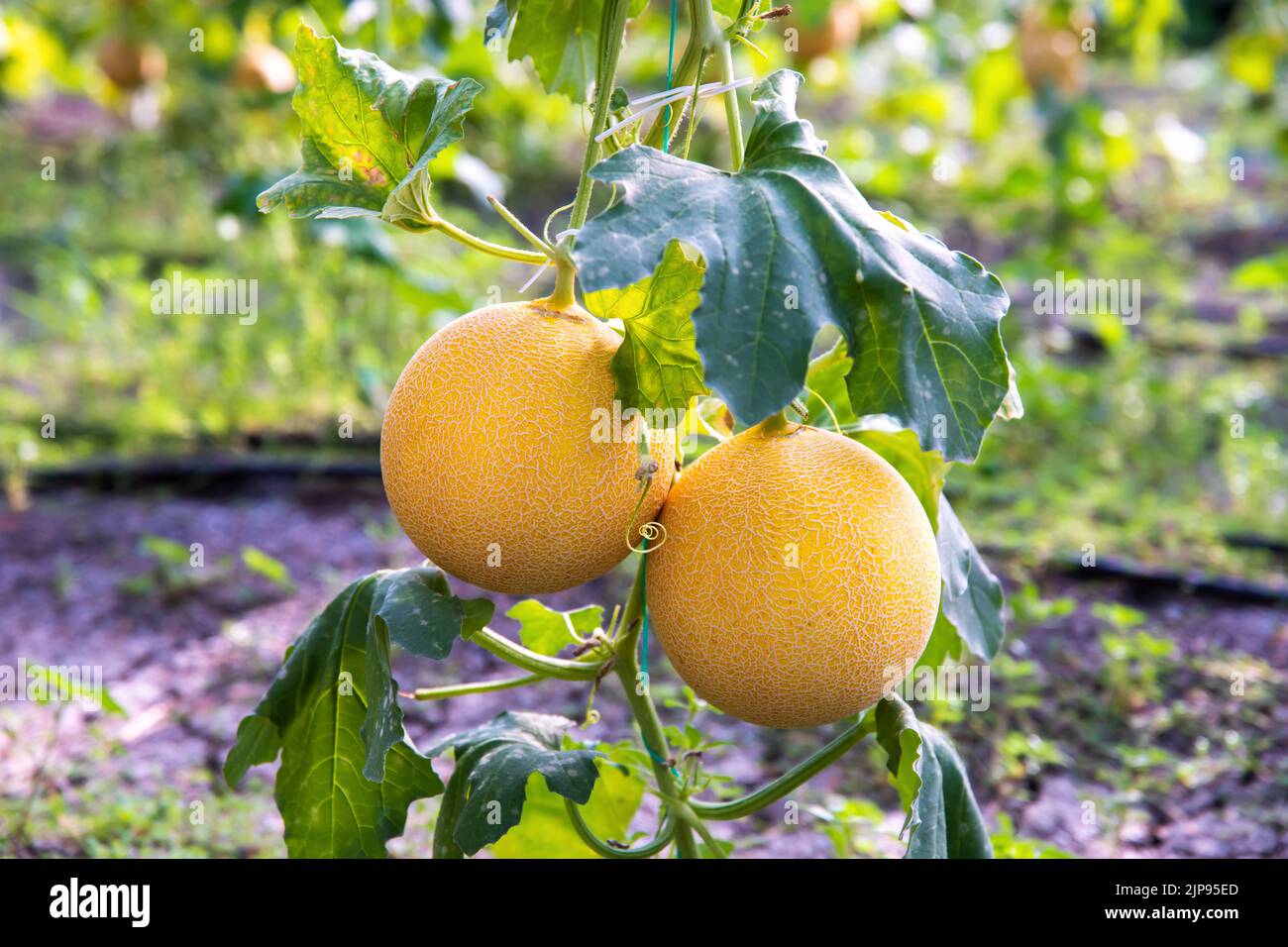 Yellow, ripe and sweet Melons in the greenhouse. Melon farm or plants ...