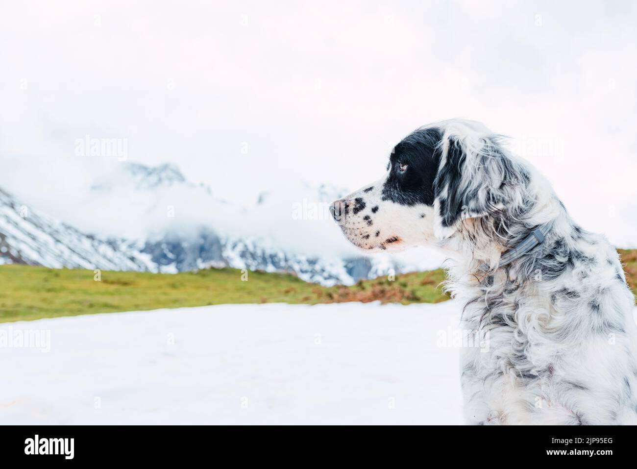 English animals hi-res stock photography and images - Alamy