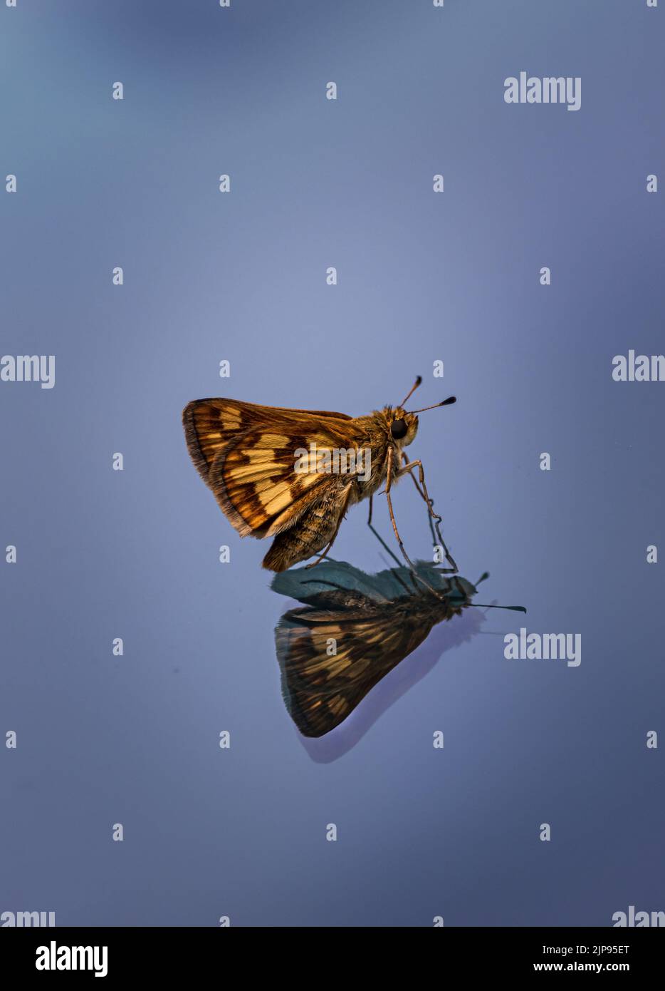 A Peck's Skipper butterfly, Polites peckius, sitting on a glass above ...