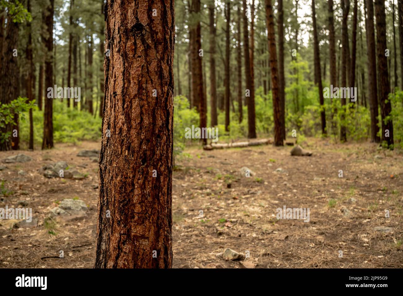 Empty campsite hi-res stock photography and images - Alamy
