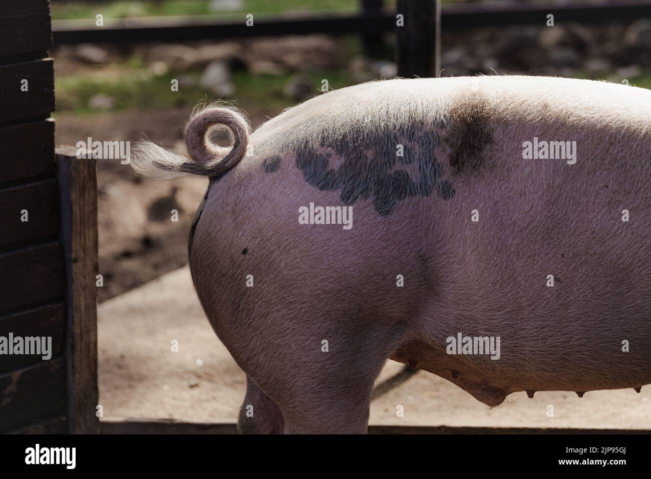 A cute curly pink pig tail Stock Photo - Alamy
