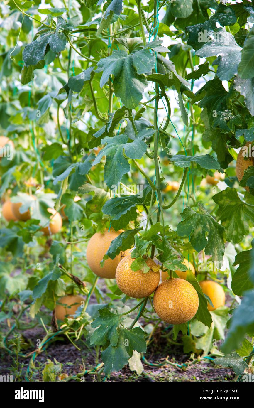 Melons growing in melon house hi-res stock photography and images - Alamy