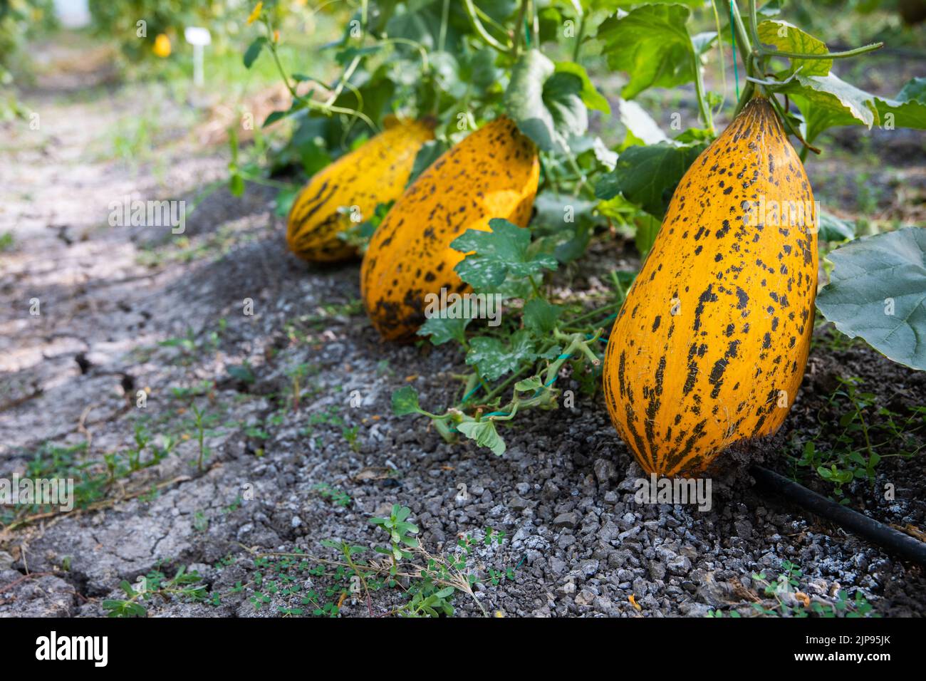 Melons growing in melon house hi-res stock photography and images - Alamy