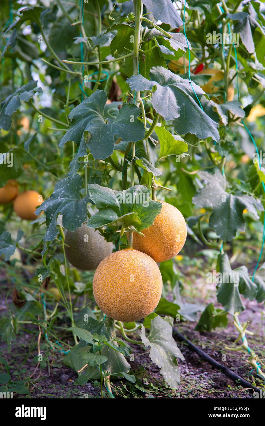 Yellow, ripe and sweet Melons in the greenhouse. Melon farm or plants ...