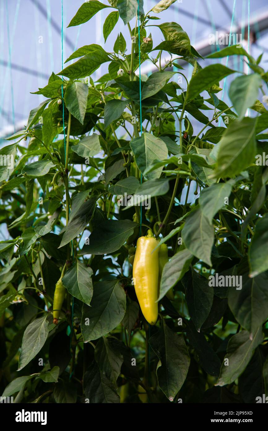 Red capia peppers hi-res stock photography and images - Alamy