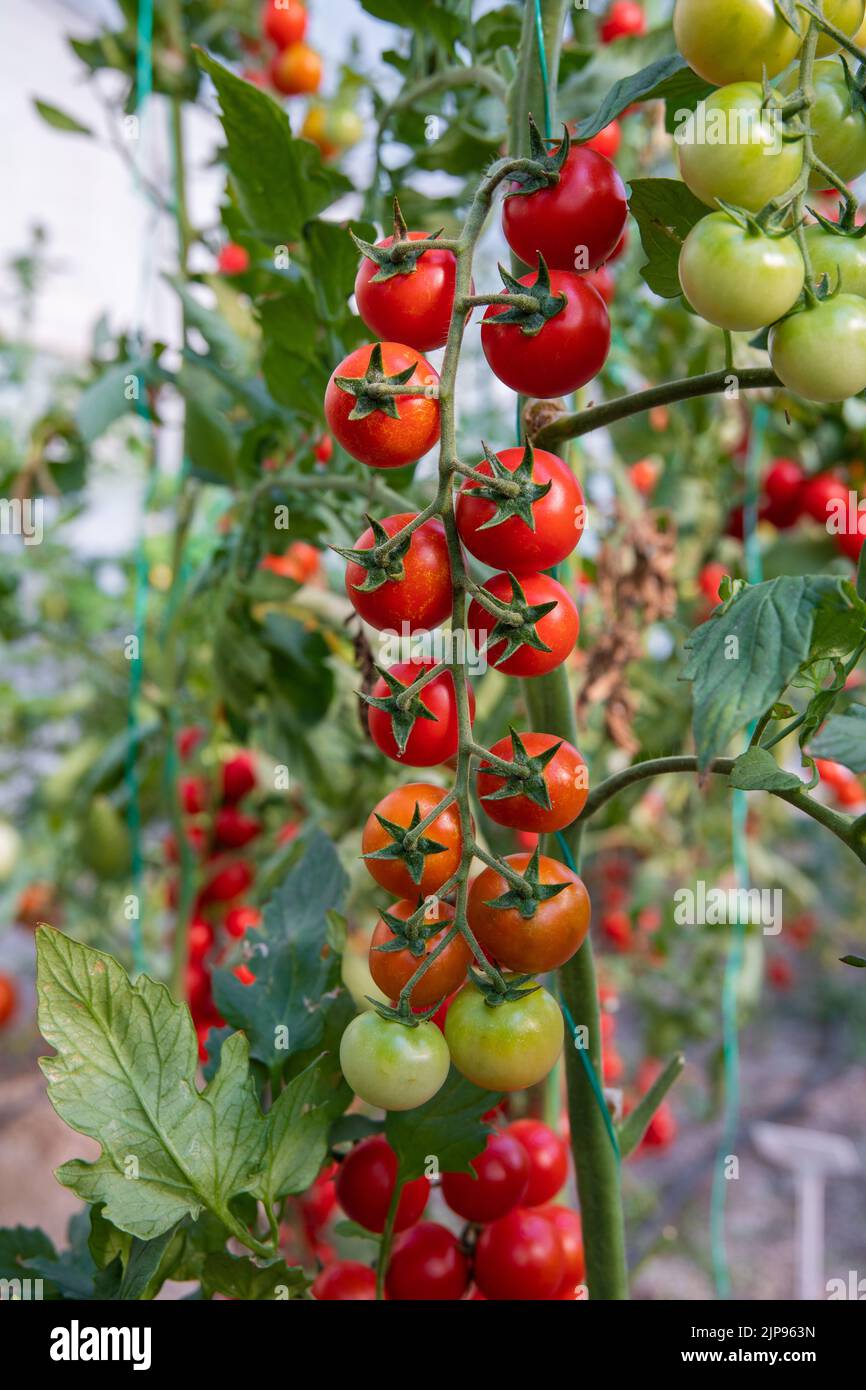 Red ripe tomatoes in the greenhouse. Tomato farm or tomato plants in ...