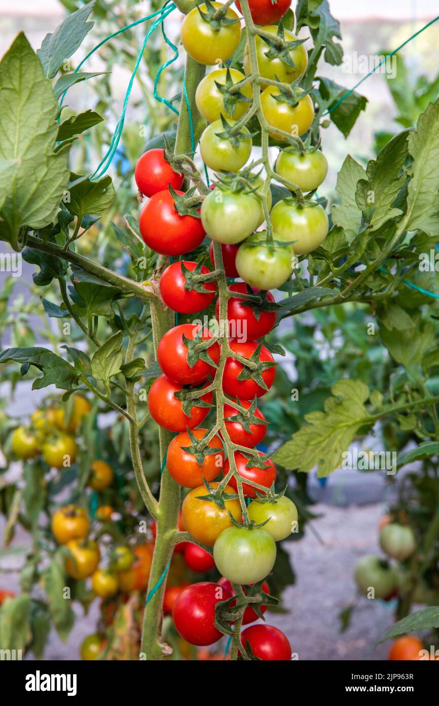 Red ripe tomatoes in the greenhouse. Tomato farm or tomato plants in ...