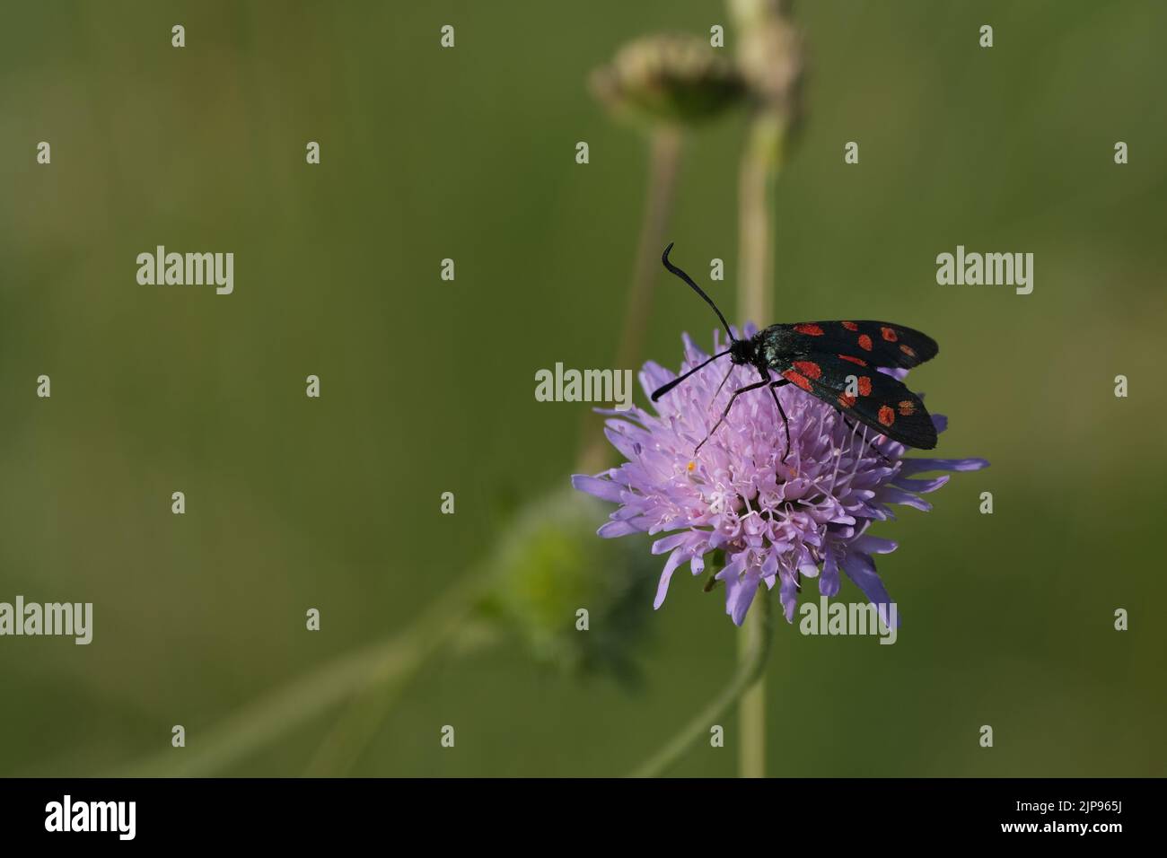 Six spot burnet moth in nature on a purple flower, small insect with ...