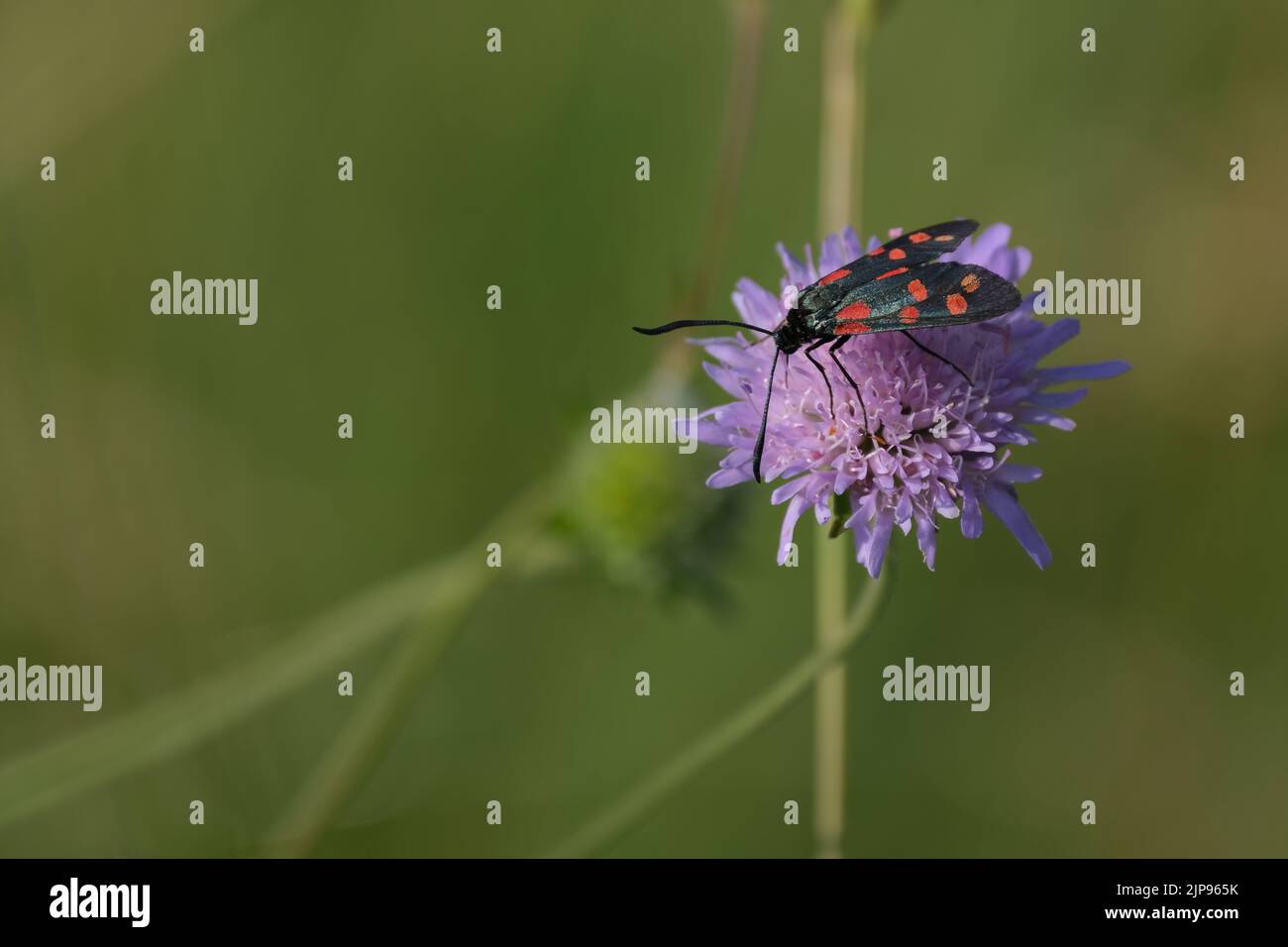 Six spot burnet moth in nature on a purple flower, small insect with ...
