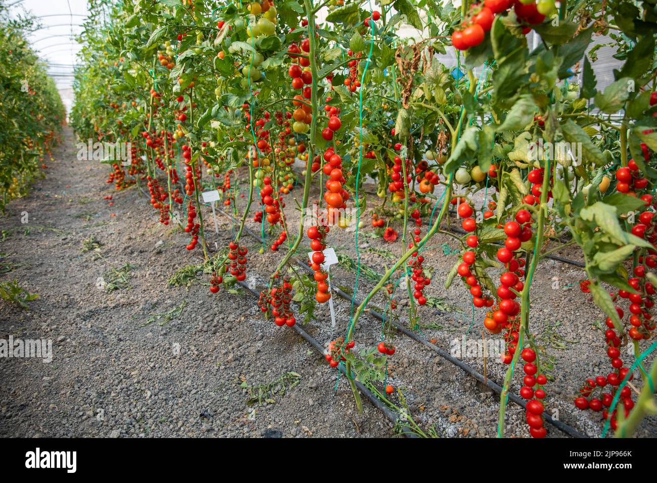 Red ripe tomatoes in the greenhouse. Tomato farm or tomato plants in ...