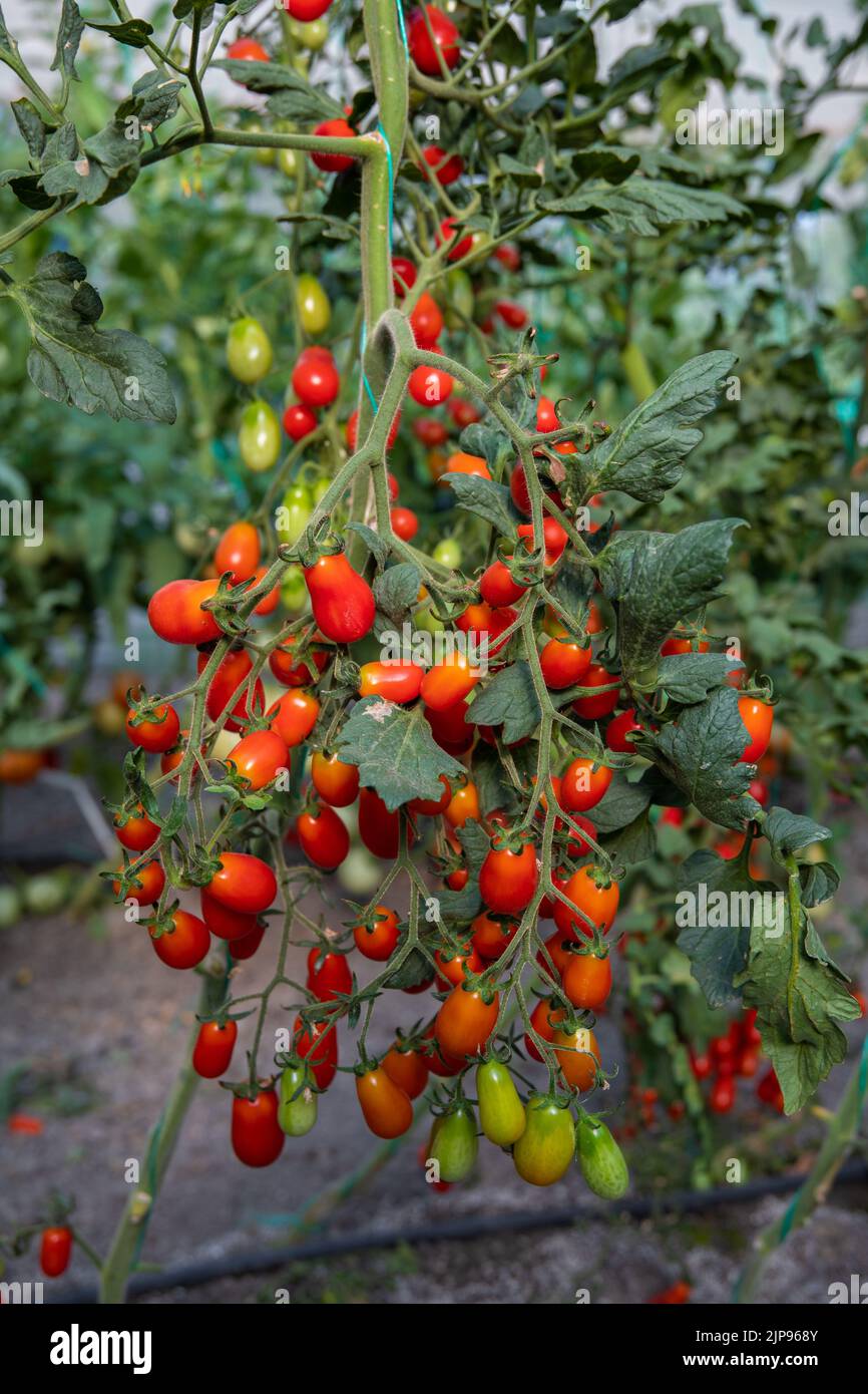 Red ripe tomatoes in the greenhouse. Tomato farm or tomato plants in ...