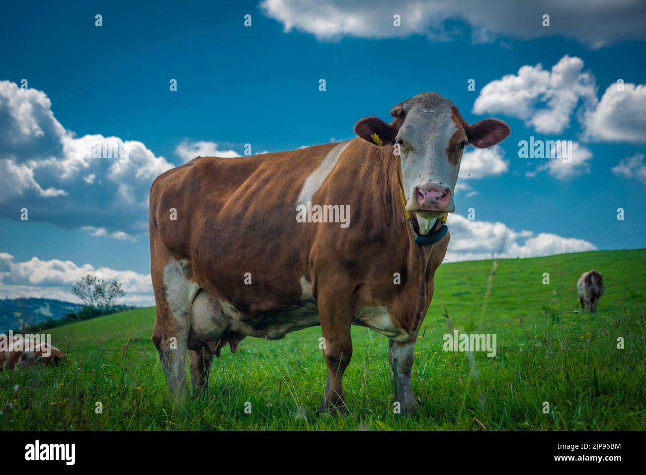 Color cow on green grass in Slovakia mountains in summer Stock Photo ...