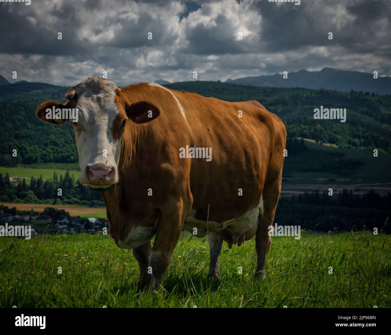 Color cow on green grass in Slovakia mountains in summer Stock Photo ...