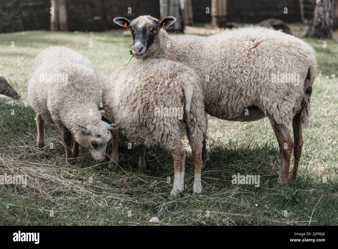 The Finnish Landrace grazing in the field Stock Photo - Alamy