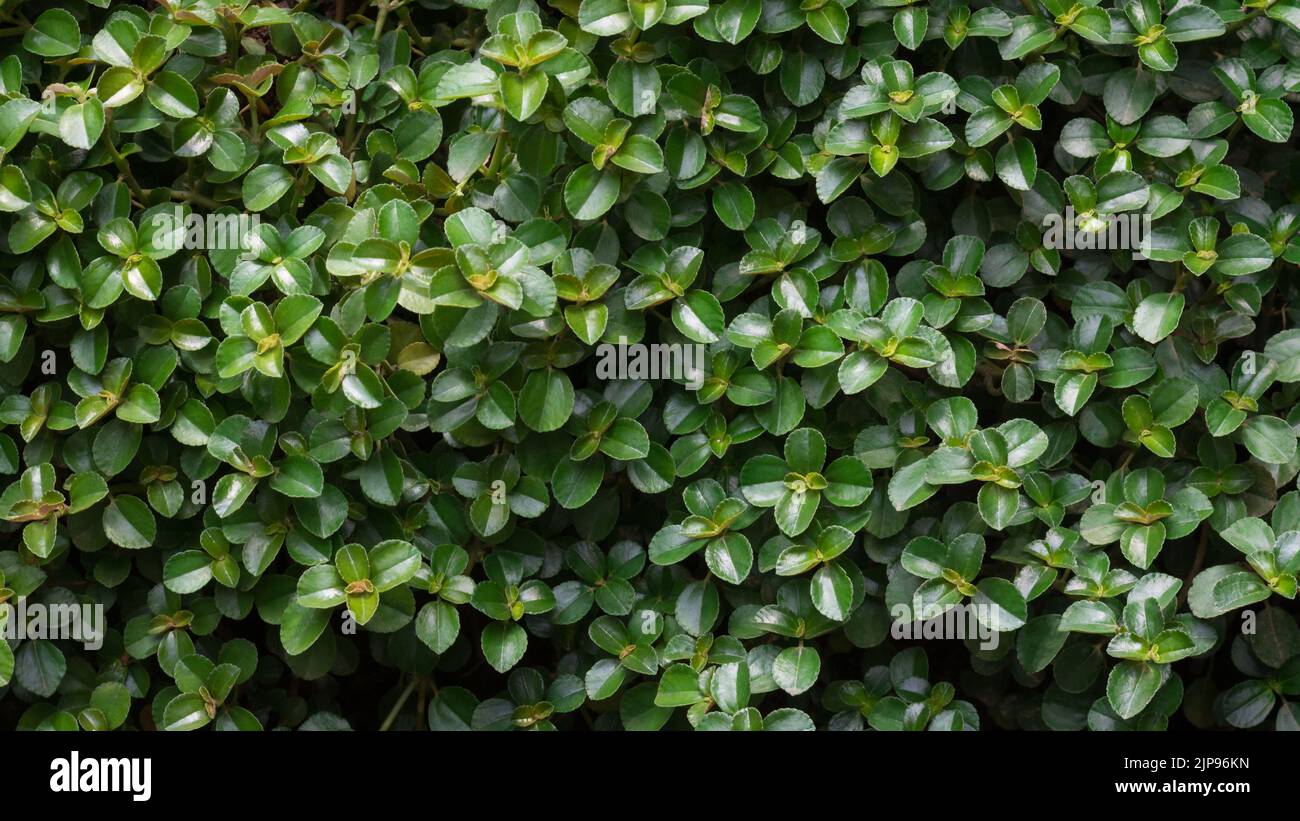 green tropical leaves background texture pattern, natural foliage ...