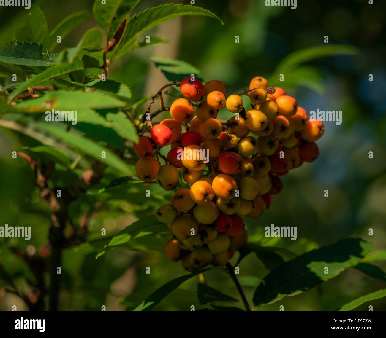 Rowanberry fruit hi-res stock photography and images - Alamy