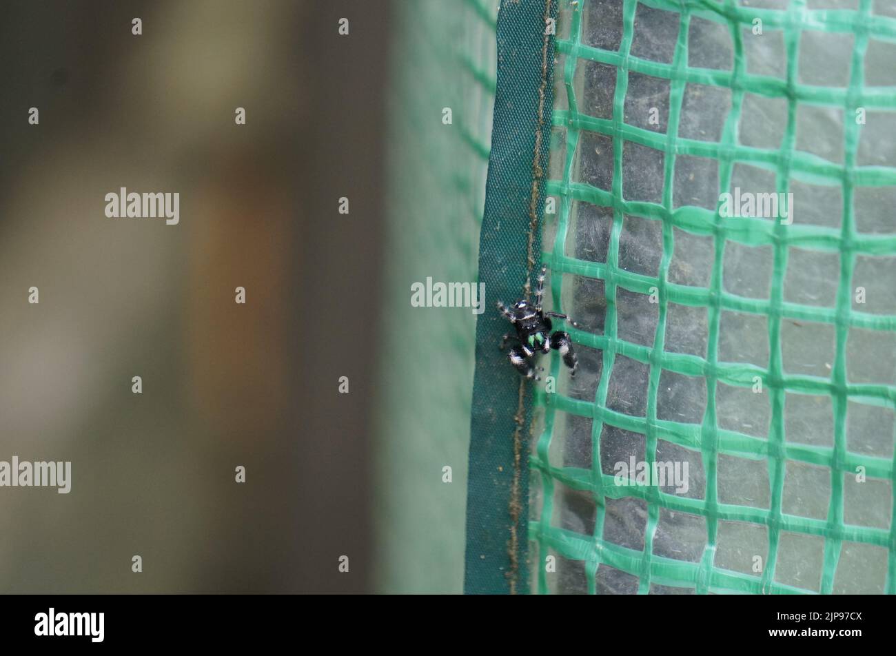 The close-up view of a bold jumper on the green plastic fence Stock ...