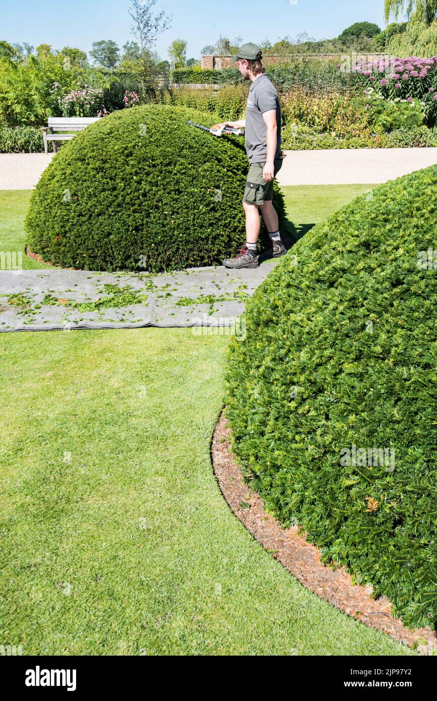 Gardener undertaking careful clipping & shaping of specimen shrub at ...