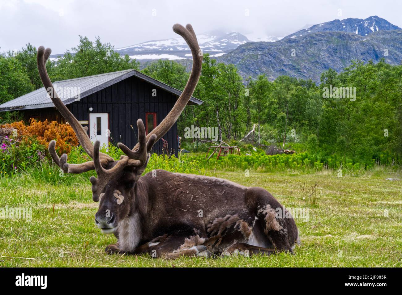 Wild reindeer sitting in front of the house in Jotunheimen National ...