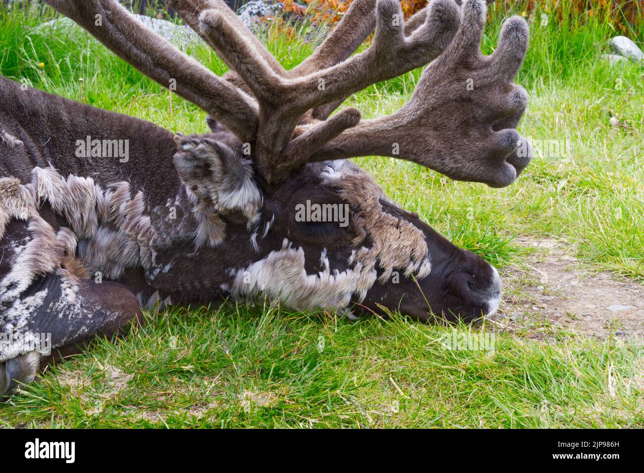 Reindeer mouth hi-res stock photography and images - Alamy