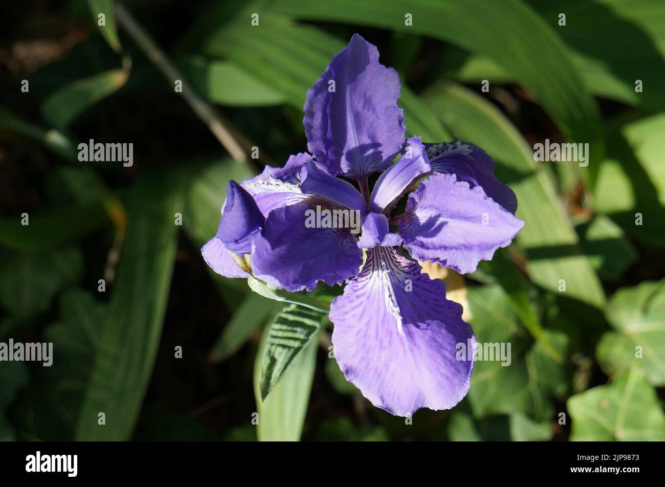 The top view of a wall iris flower bulb surrounded by green leaves ...