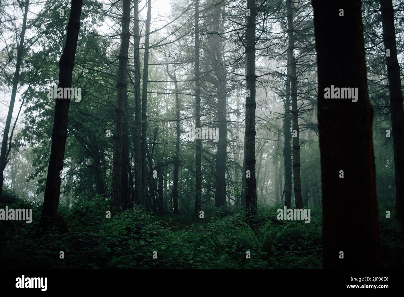 forest, dark, forests, wood, woodland, woods Stock Photo - Alamy