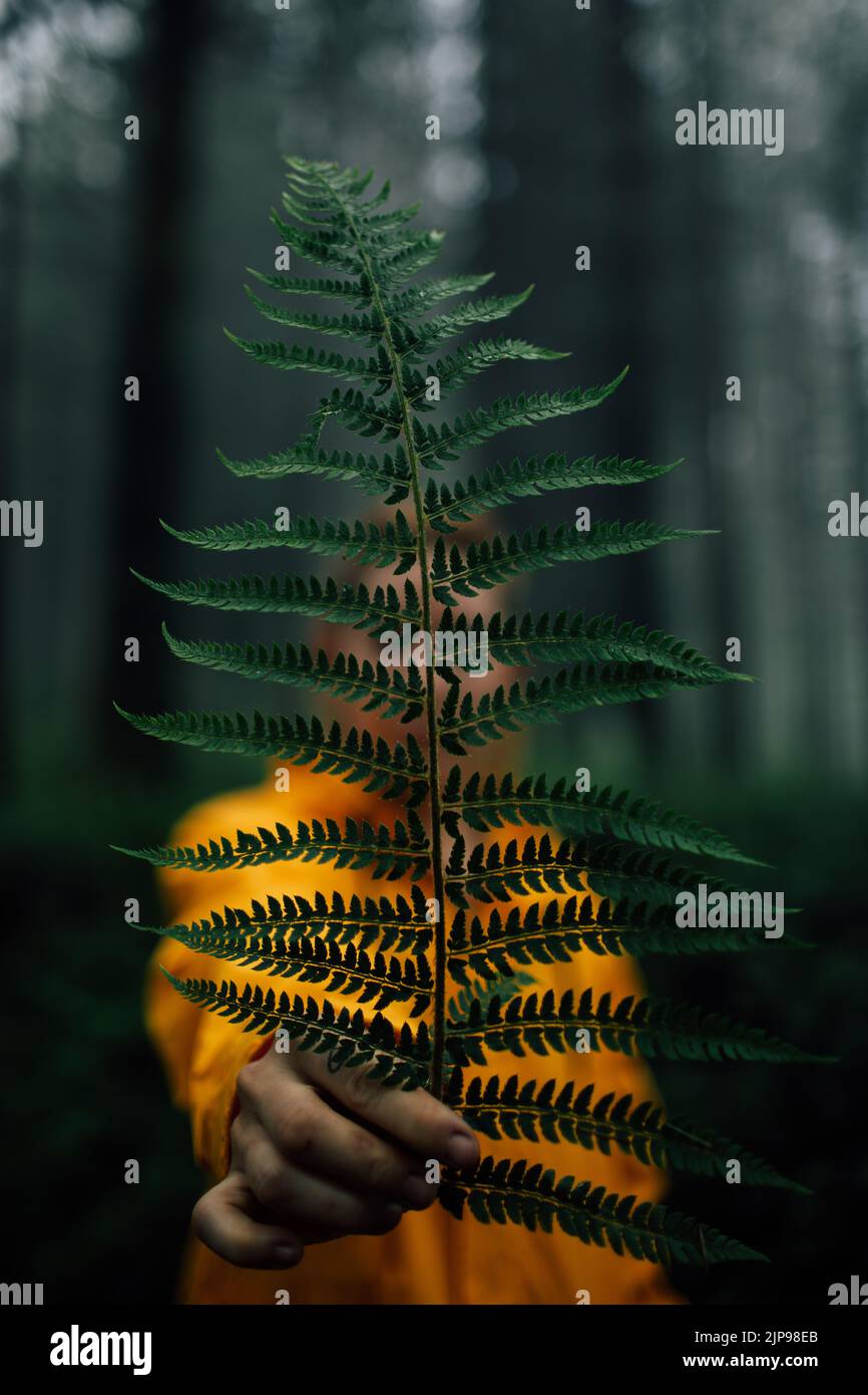 environment protection, natural, fern, touching nature, environment ...