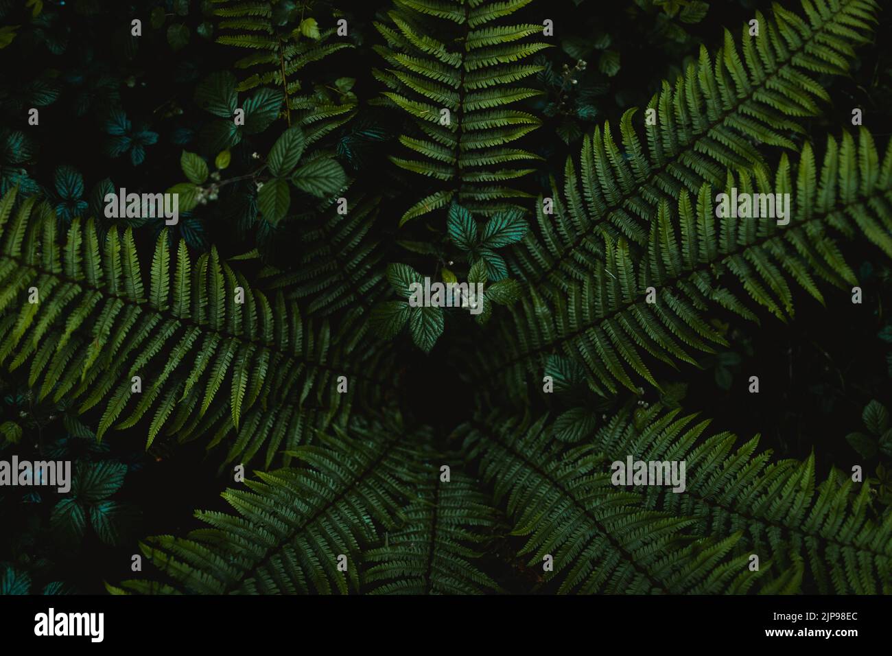 Fern backgrounds hi-res stock photography and images - Alamy