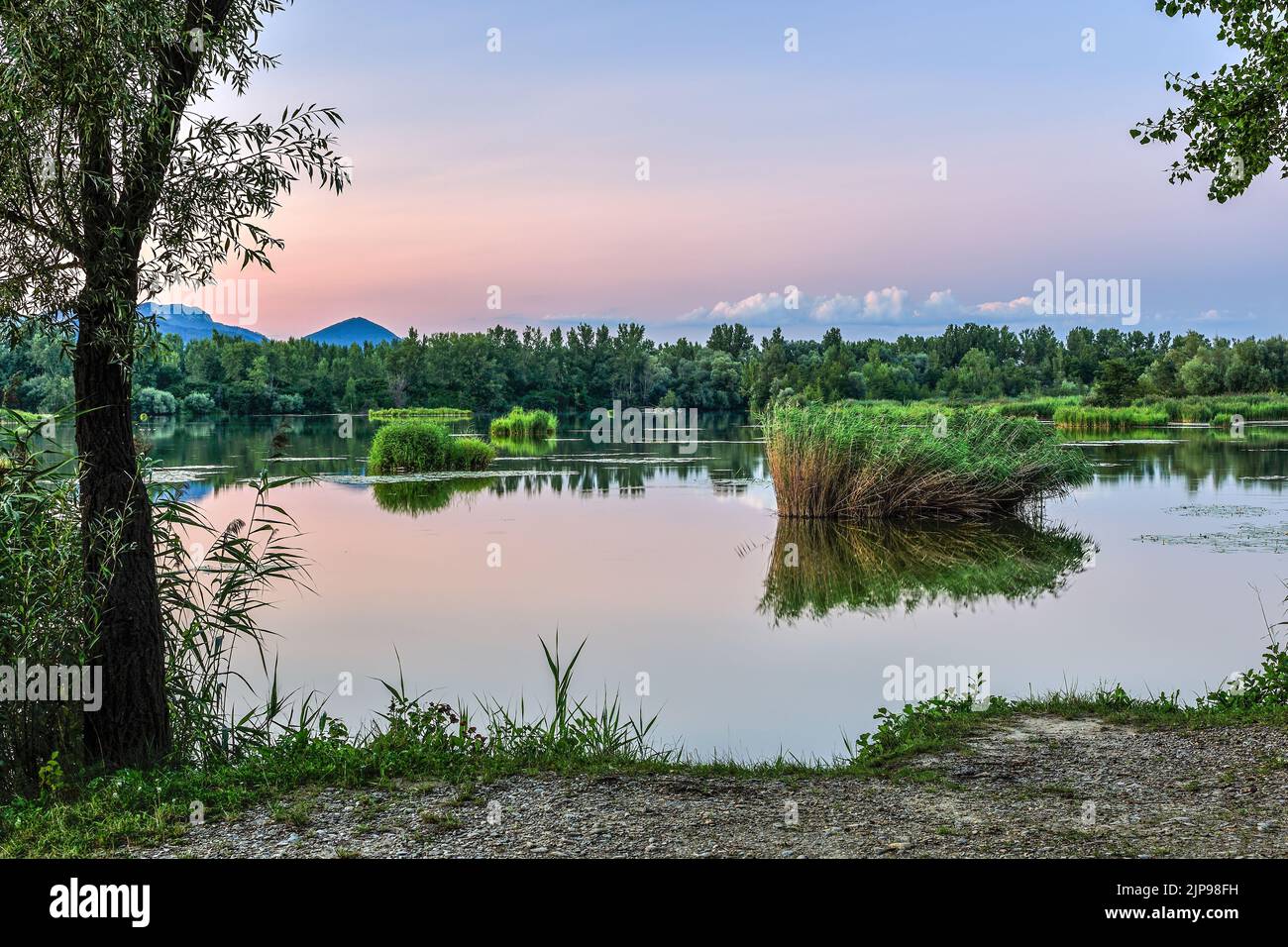 Summer landscape. Lake after sunset. A calm cove with aquatic plants ...