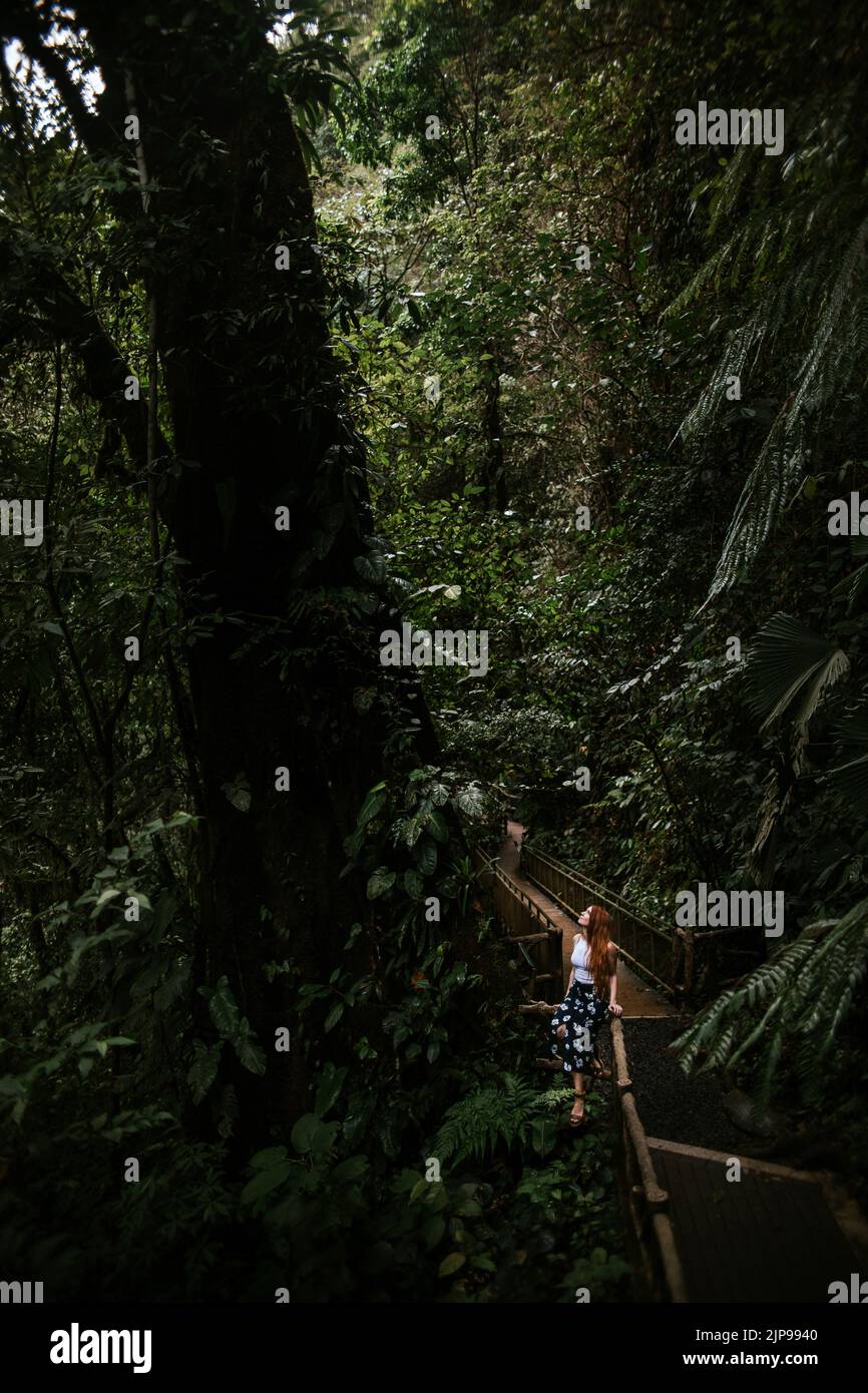 jungle, rainforest, costa rica, nature collection, rainforests, costa ...