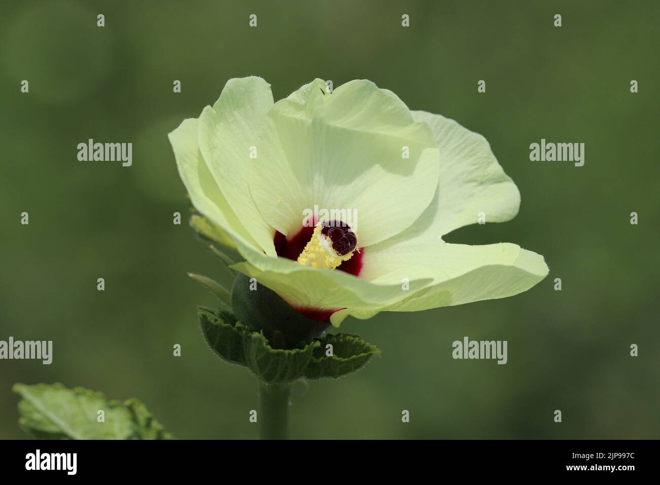 Egyptian okra farm hi-res stock photography and images - Alamy