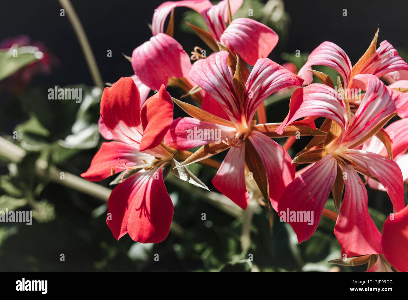 A closeup of Pelargonium peltatum. Bright reddish pink flowers Stock ...