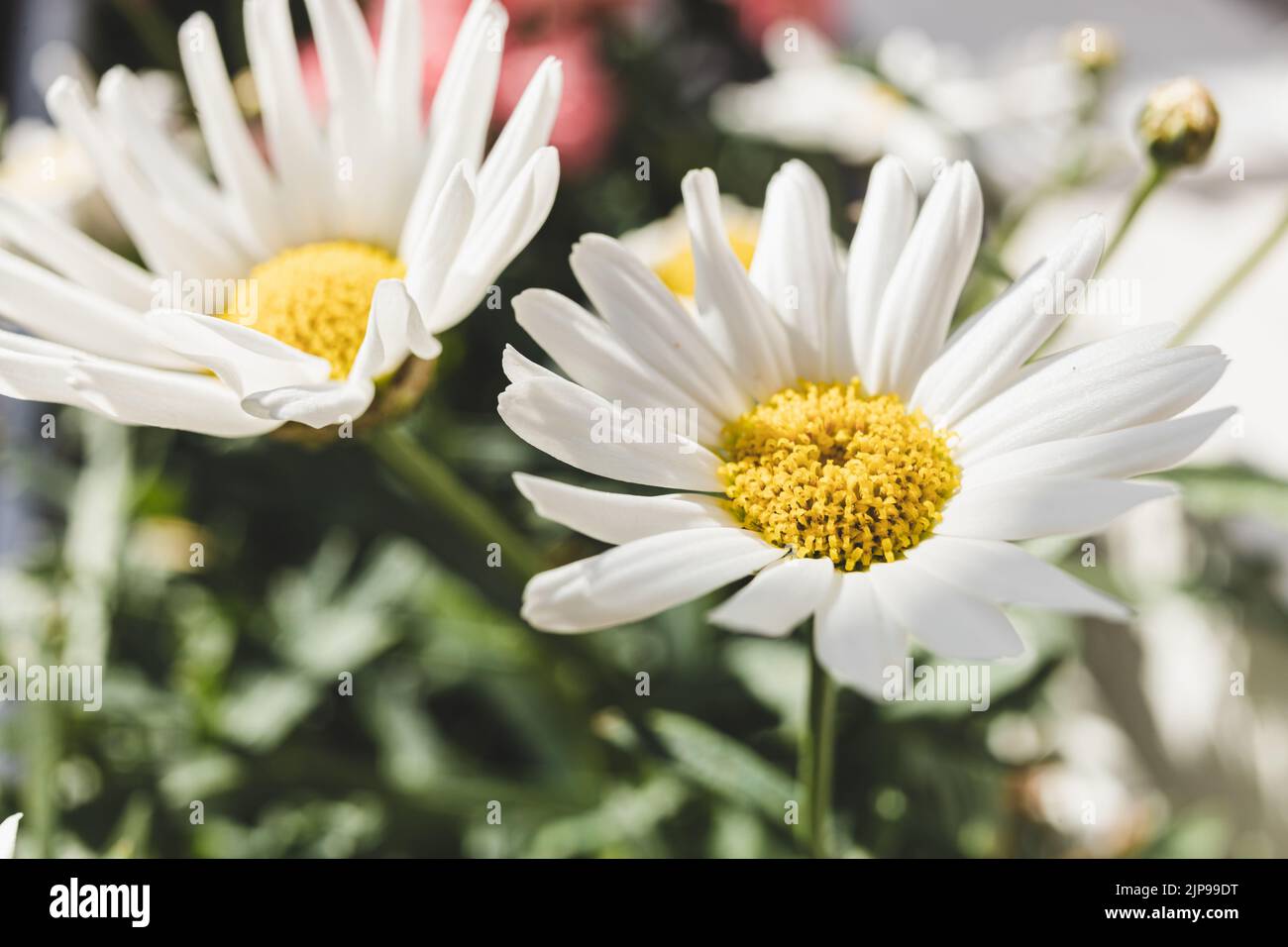 A closeup of Argyranthemum frutescens, marguerite daisies Stock Photo ...