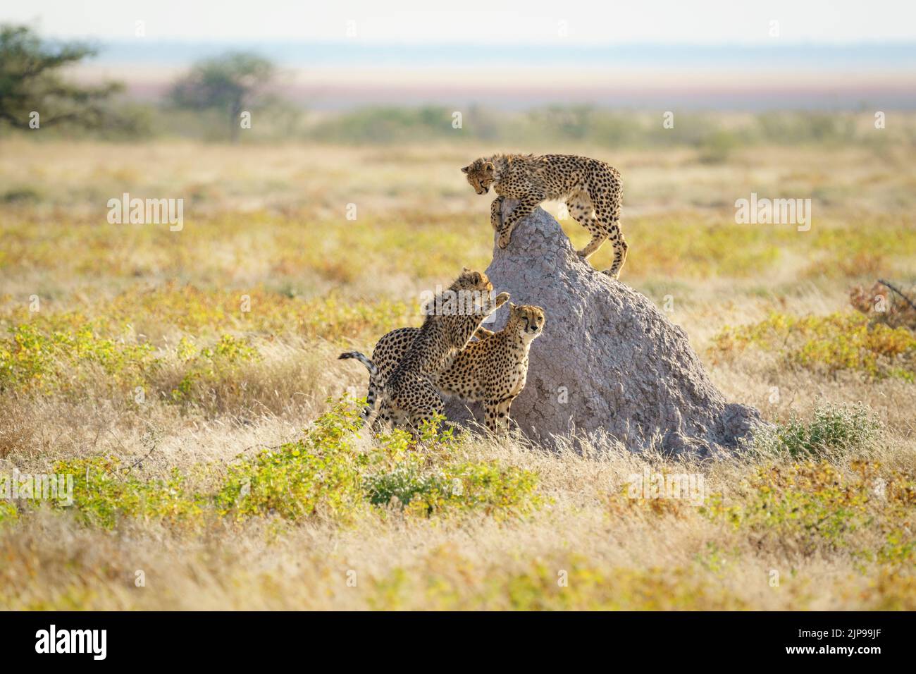 3 animals hi-res stock photography and images - Alamy