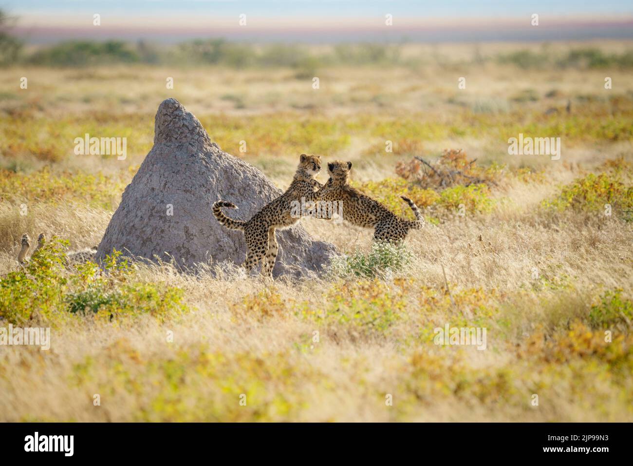 Cheetahs (Acinonyx Jubatus) 2 wild animals play fighting. Etosha ...