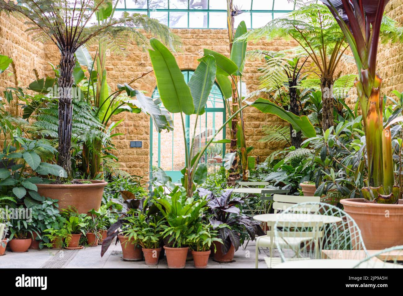 An inside view of a botanical garden with beautiful plants Stock Photo ...