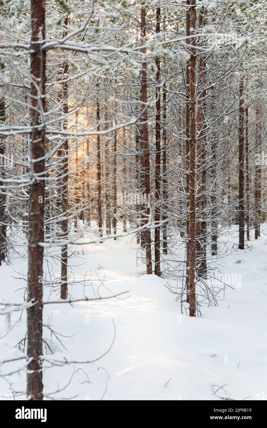 A vertical shot of the snowy forest in Finland, Lapland Stock Photo - Alamy