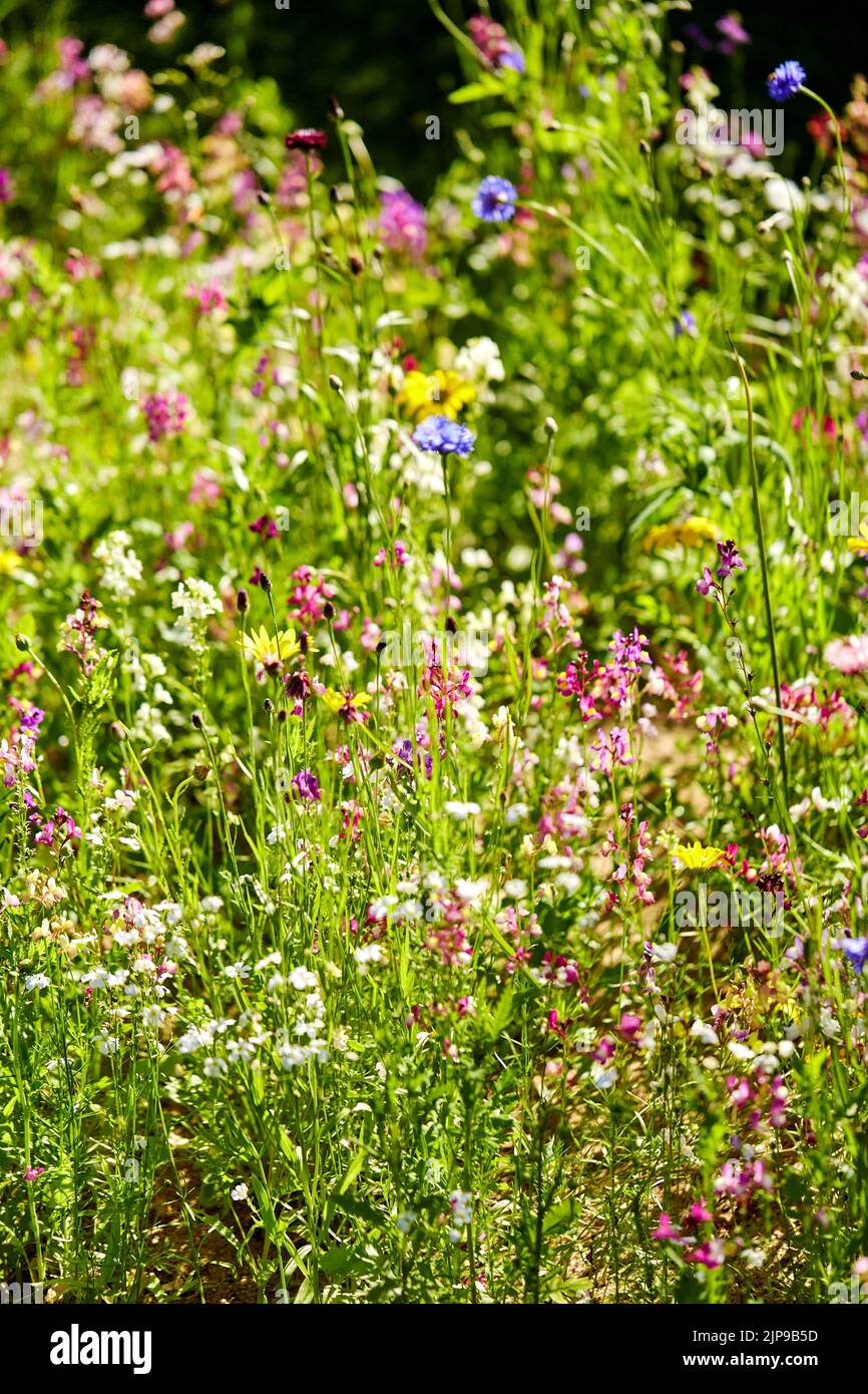 beautiful field flowers in summer garden Stock Photo - Alamy