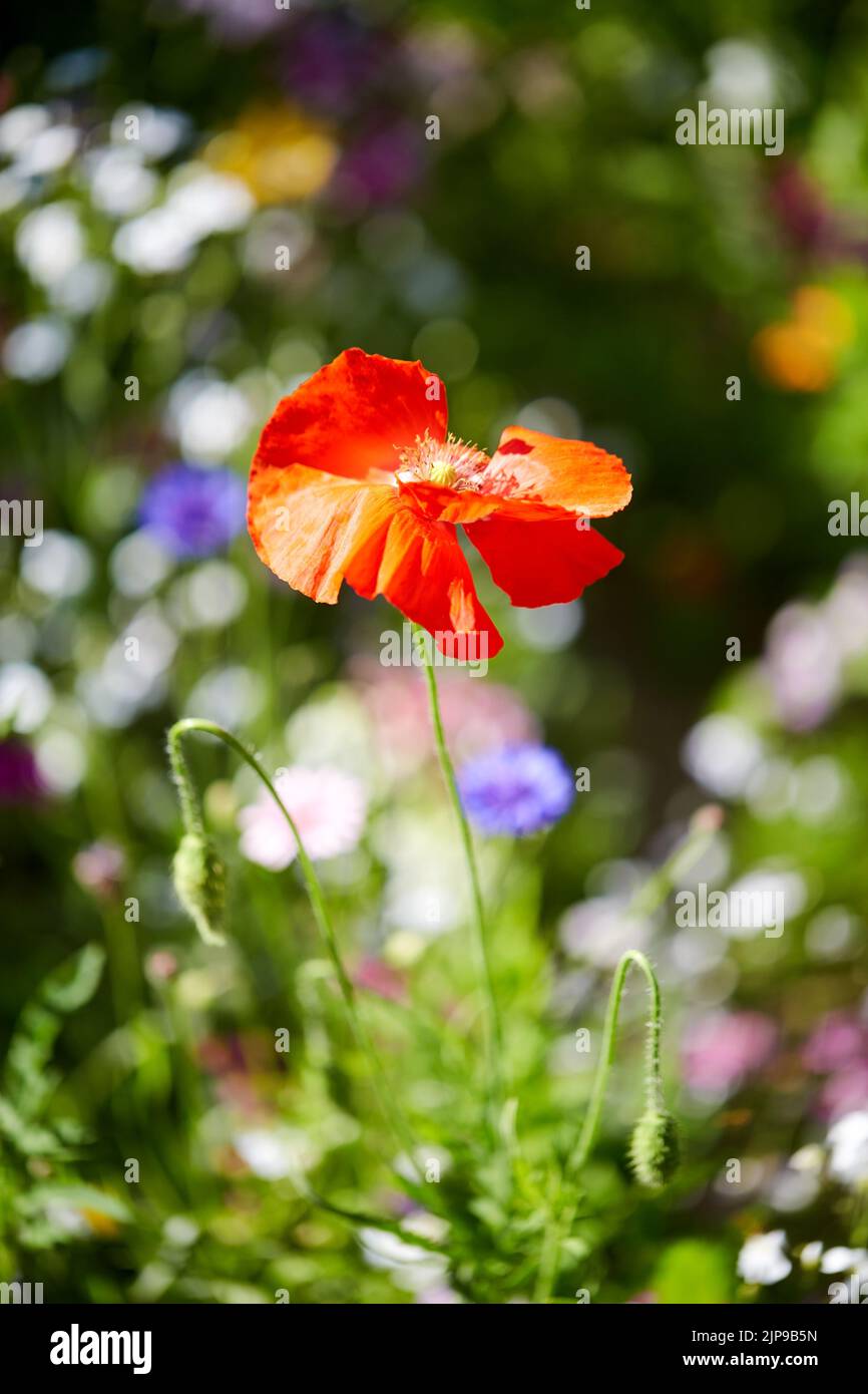 beautiful poppy flower in summer garden Stock Photo - Alamy