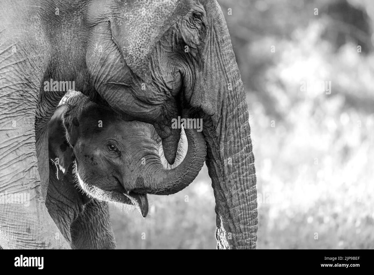 A grayscale of a mother elephant with a baby elephant under her trunk ...