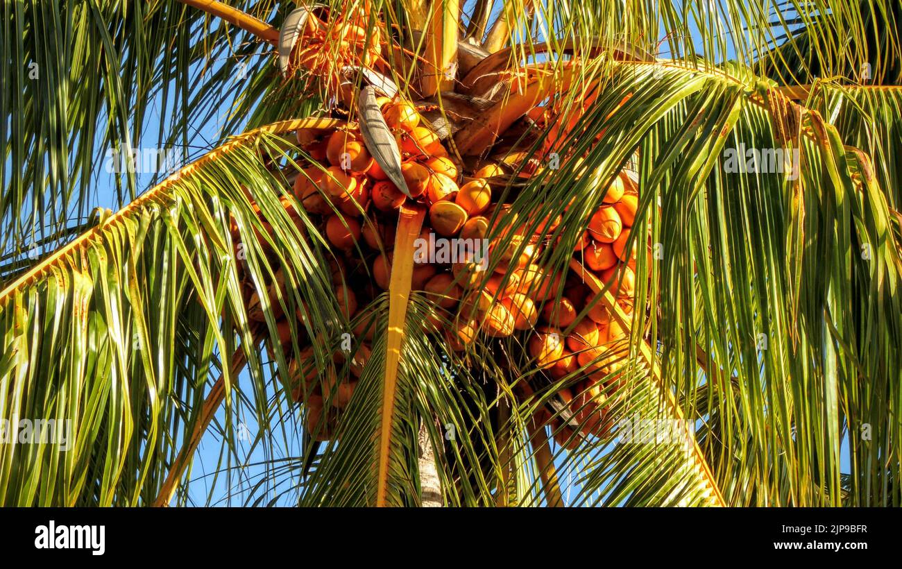 A beautiful view of a palm tree with orange coconuts Stock Photo - Alamy