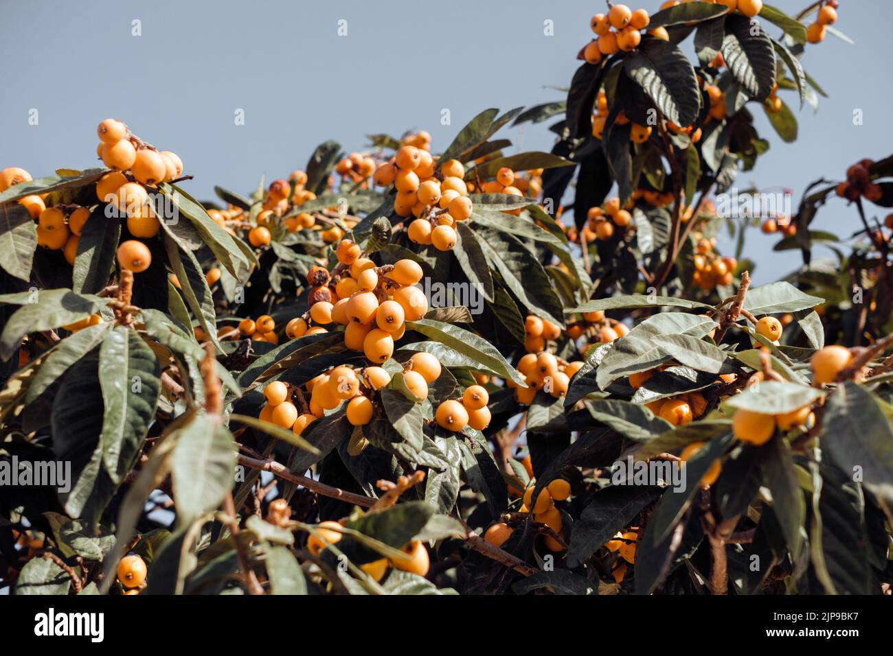 japanese loquat, Eriobotrya, eriobotrya japonica Stock Photo - Alamy