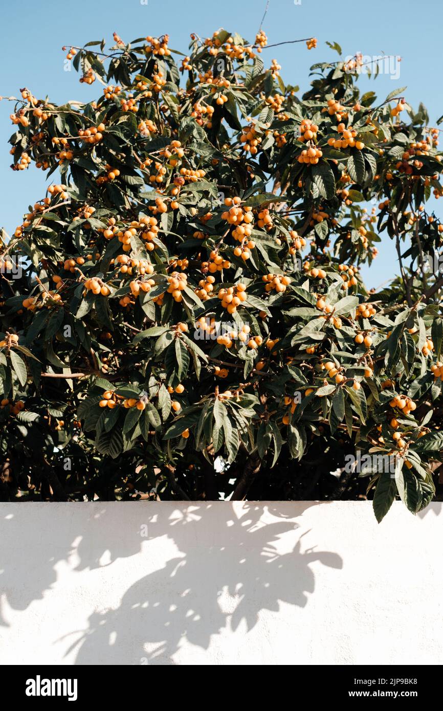 japanese loquat, Eriobotrya, eriobotrya japonica Stock Photo - Alamy