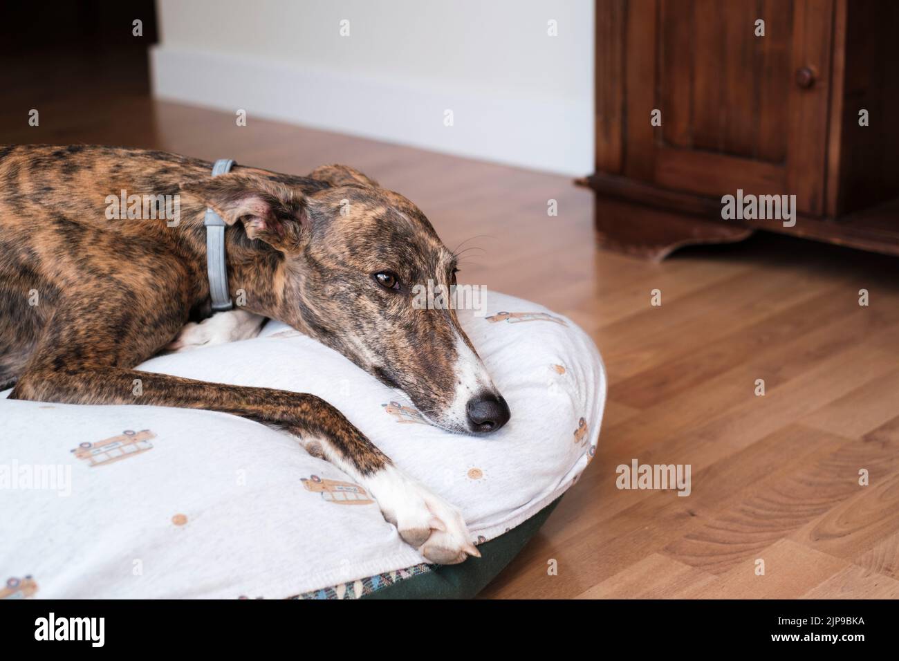 Greyhound lying down hi-res stock photography and images - Alamy